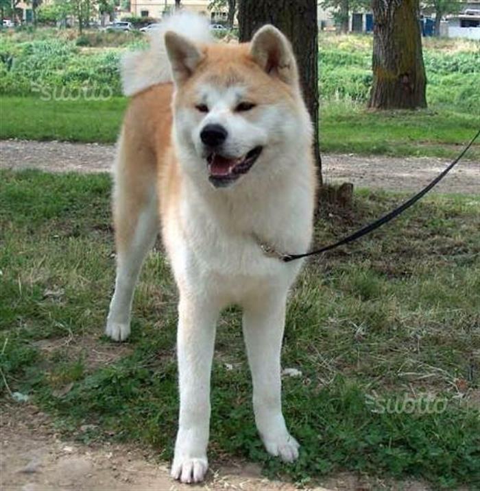 AKITA INU FEMMINA PER ACCOPPIAMENTO