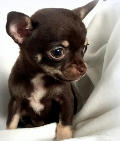 CHIHUAHUA