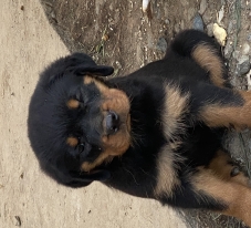 rottweiler