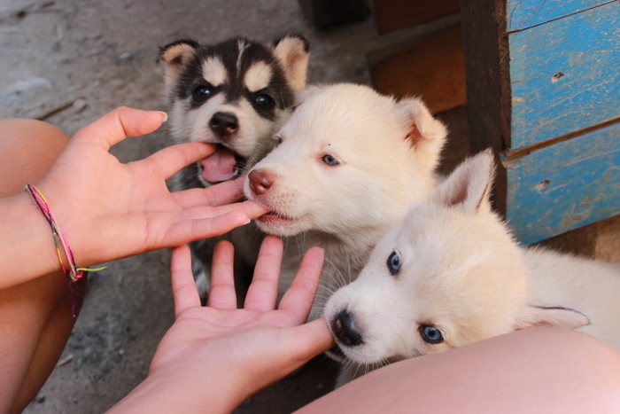 CUCCIOLI SYBERIAN HUSKY DI PURA RAZZA