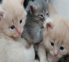 Cuccioli di gatto siberiano