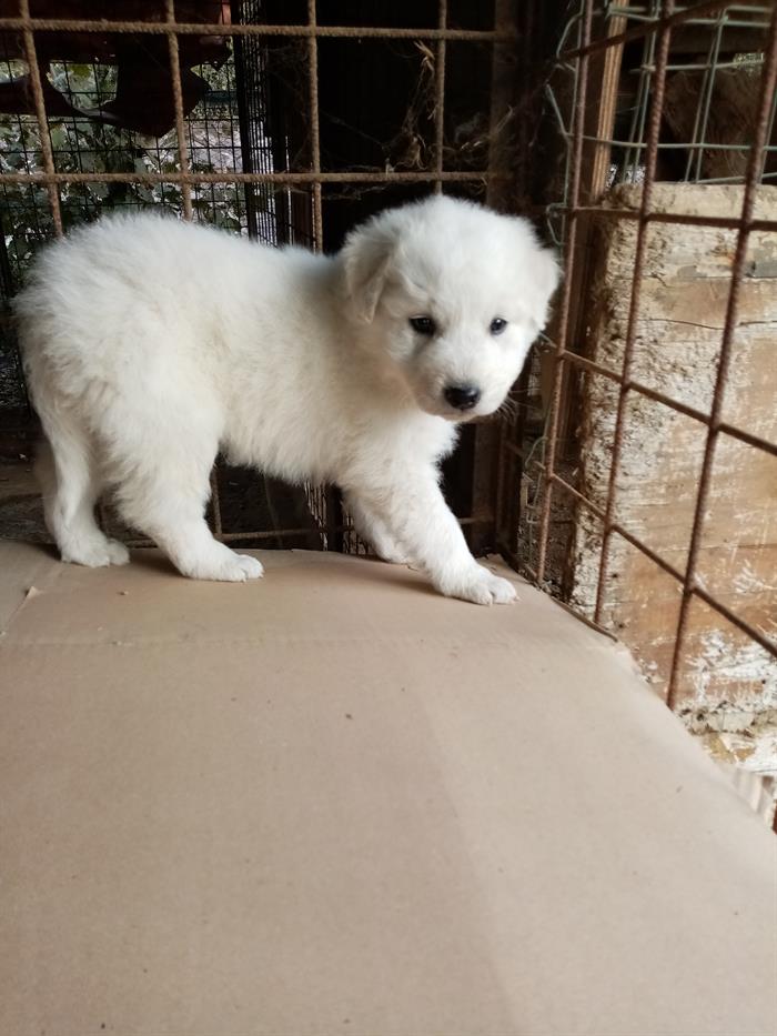 CUCCIOLI PASTORE MAREMMANO ABRUZZESE