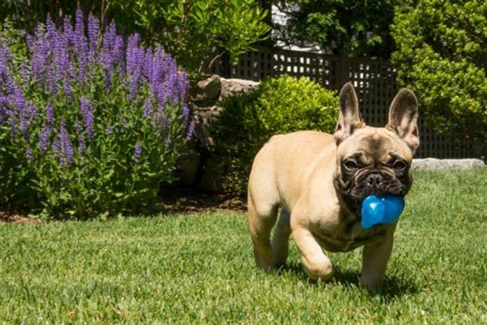 CUCCIOLI DI BULLDOG FRANCESE