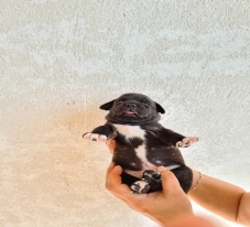 Vendo cuccioli tigrati di Stafforshire bull terrie