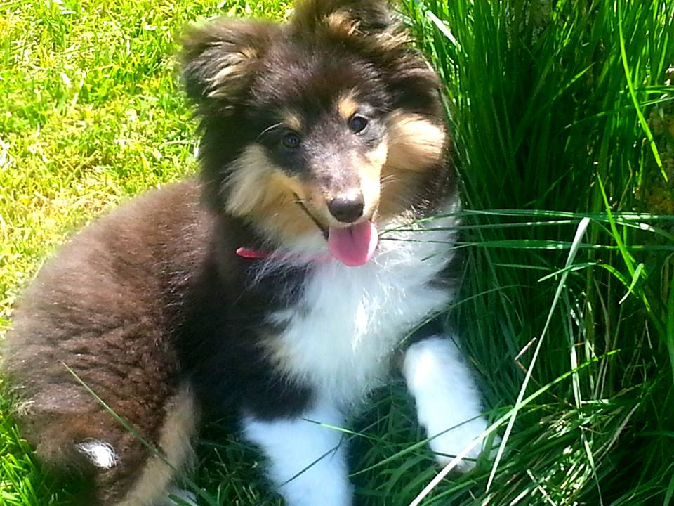 BELLISSIMI CUCCIOLI PASTORE DELLE SHETLAND