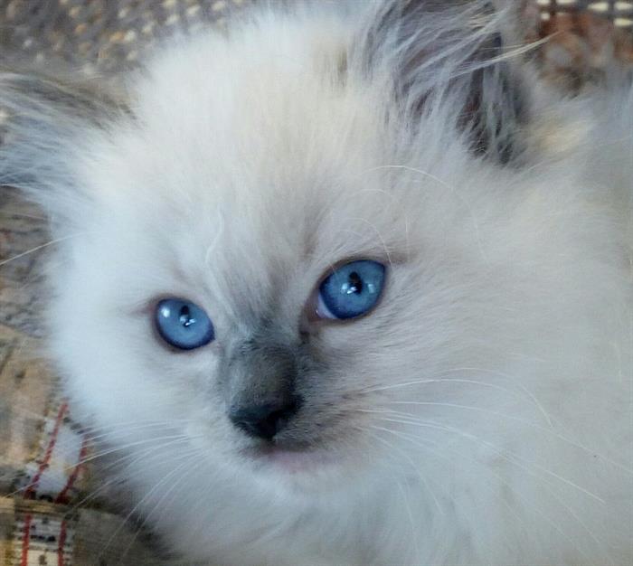 RAGDOLL CON PEDIGREE