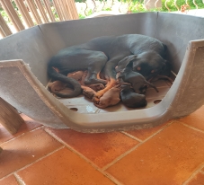 Vendita di cuccioli di dobermann