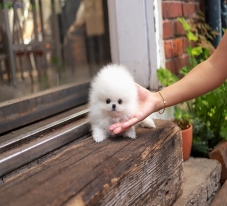 cucciolo cuccioli di bellisimo pomerania toy