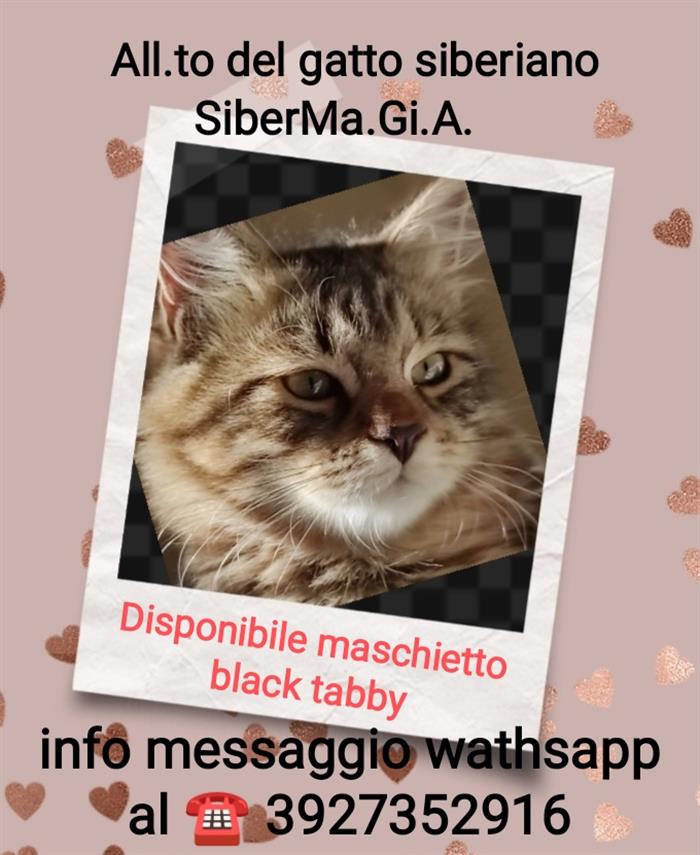 SIBERIANO GATTINO IPOALLERGENICO