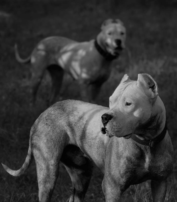 CUCCIOLI DOGO ARGENTINO