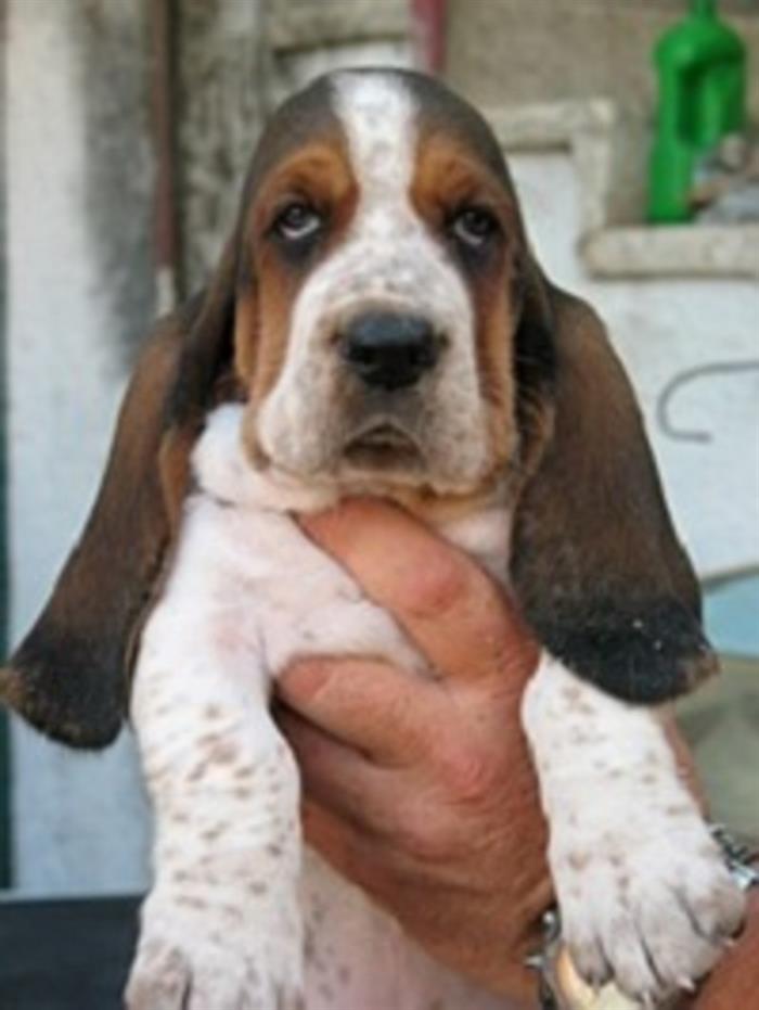 BELLISSIMI CUCCIOLI DI BASSETHOUND