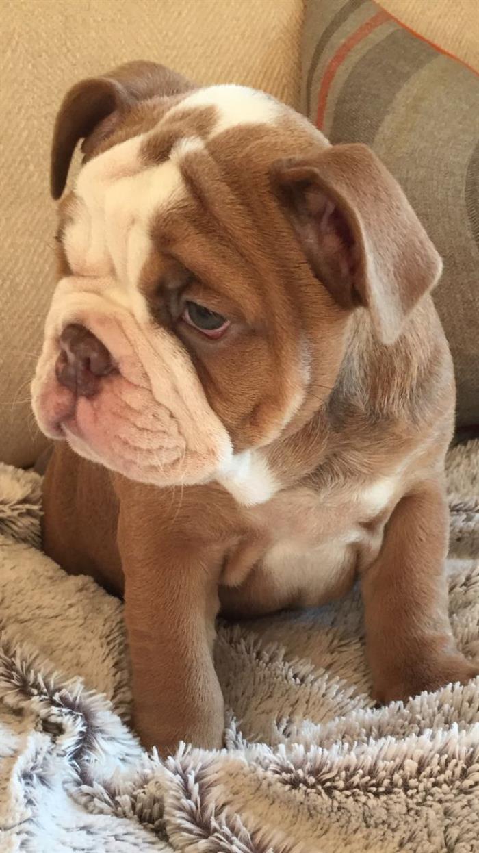 CUCCIOLI BULLDOG INGESE - ARCE (FR)