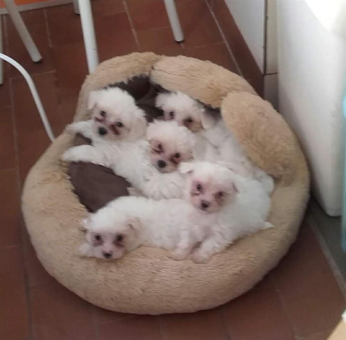 CUCCIOLI MALTESI