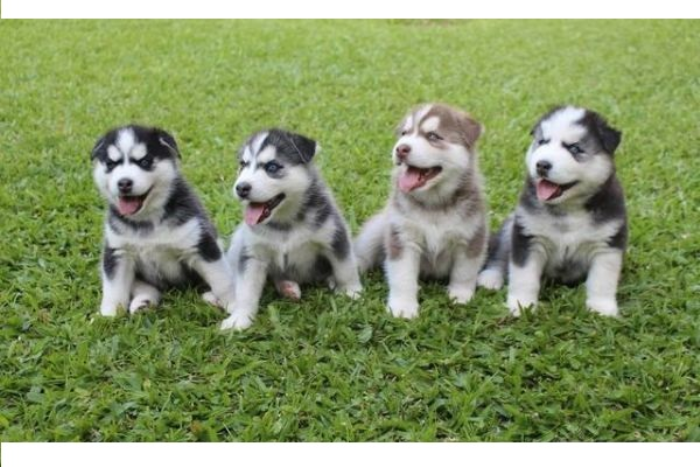 OBBEDIENTE CUBS HUSKY CON GLI OCCHI AZZURRI