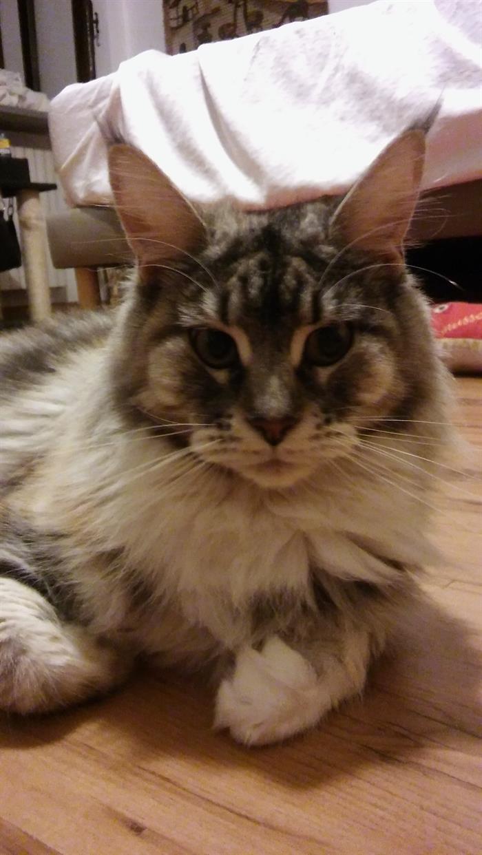 GATTINA MAINE COON