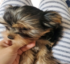 Vendesi adorabili cuccioli di Yorkie