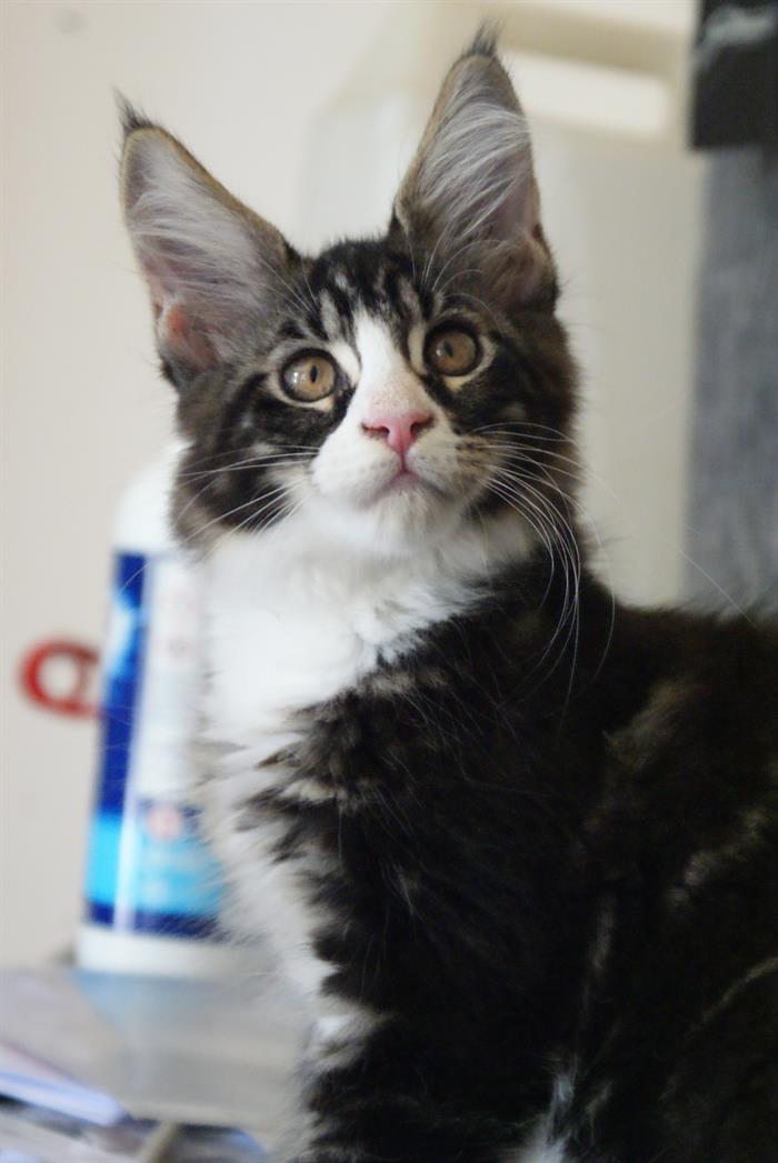 CUCCIOLI MAINE COON