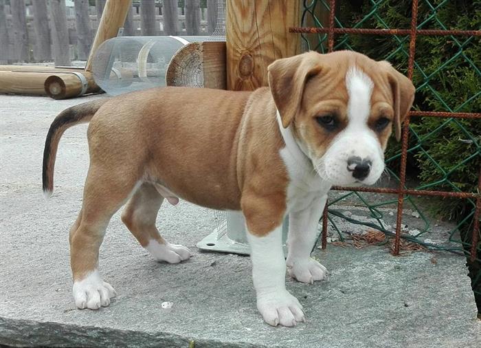 CUCCIOLO AMSTAFF