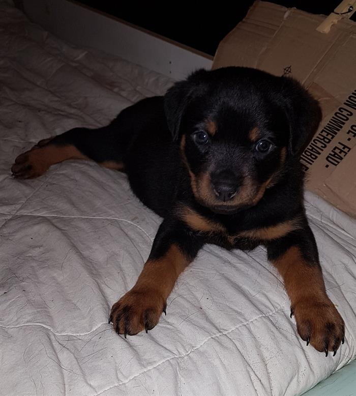 CUCCIOLI ROTTWEILER