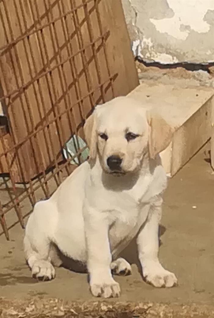 CUCCIOLA DI LABRADOR