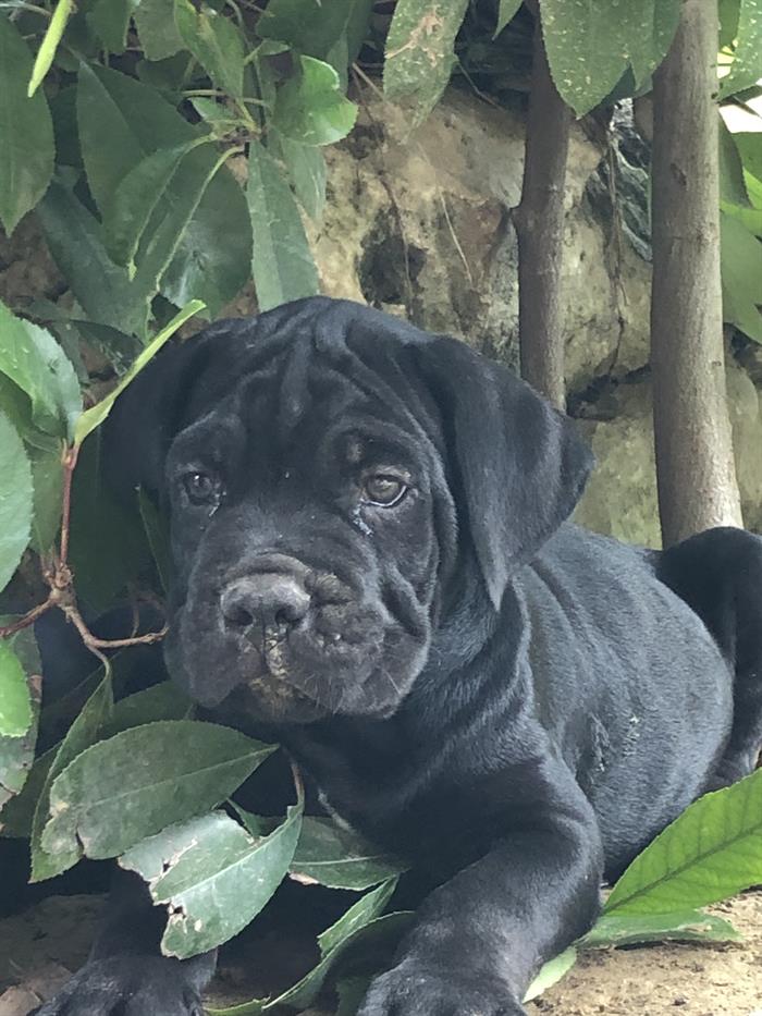 CANE CORSO