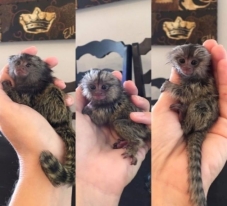 Scimmie marmoset bambino per l'adozione. 