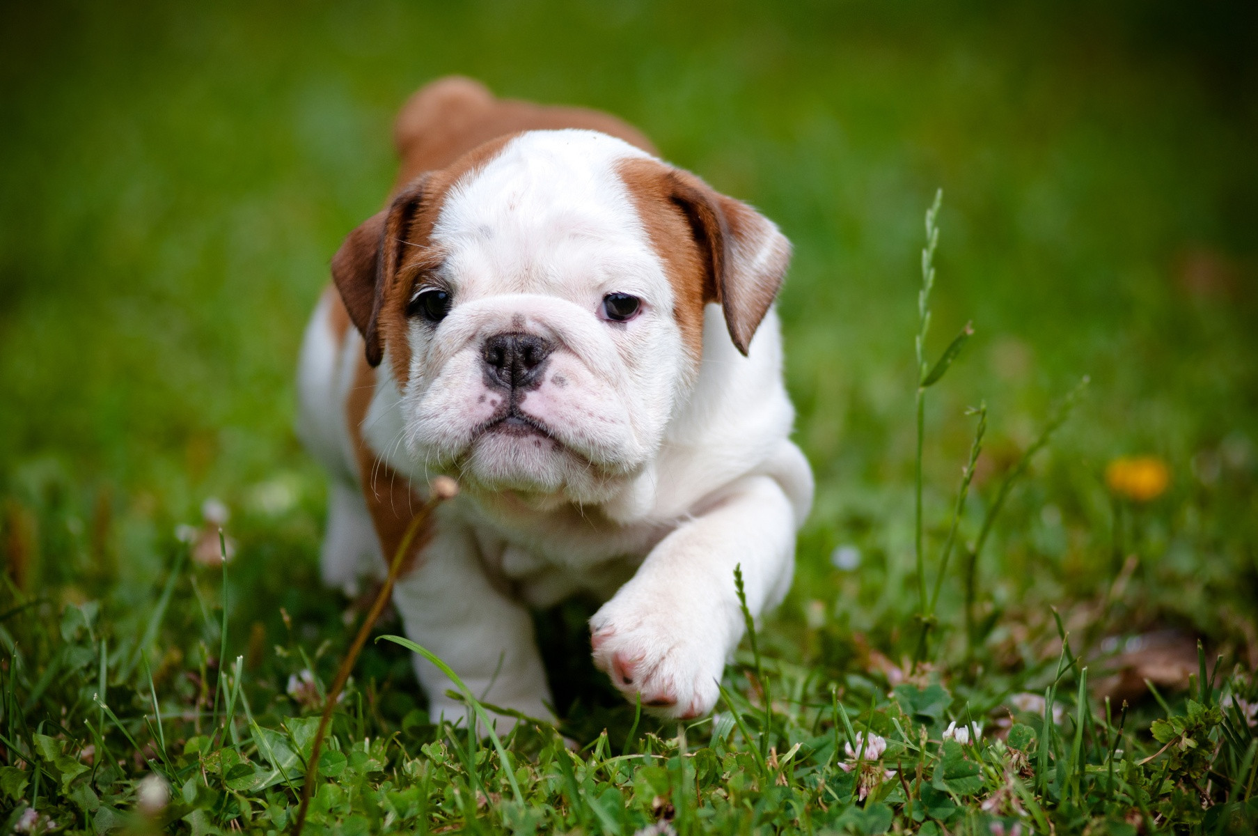 CUCCIOLI BULLDOG INGLESE