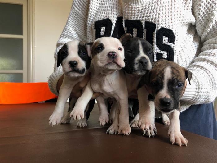 AMSTAFF CUCCIOLI