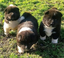 cuccioli di akita in vendita +4915738043381