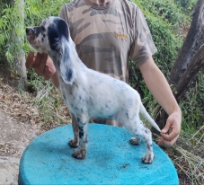 Macedonensis Flay x Elettra - Cuccioli di setter inglese