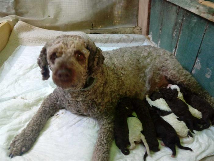 CUCCIOLI DI LAGOTTO CON PEDIGREE