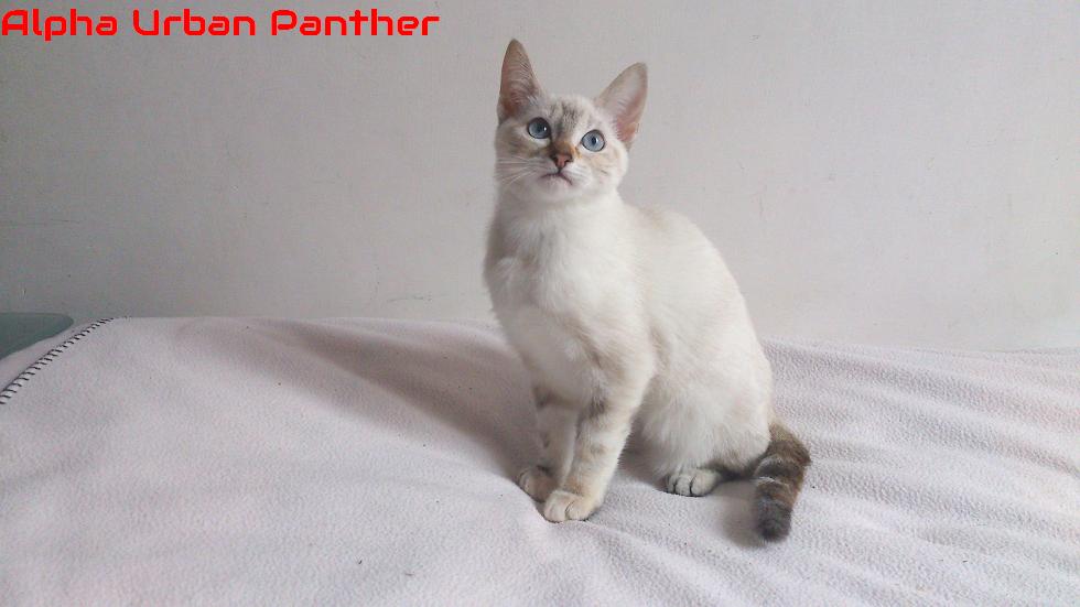 ALPHA - GATTINA THAI (SIAMESE TRADIZIONALE)