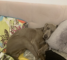 Cerco femmina di weimaraner