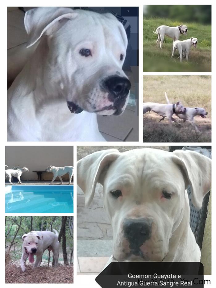 DOGO ARGENTINO