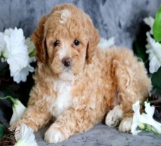 Adorabili cuccioli di barboncino maschio e femmina da adottare