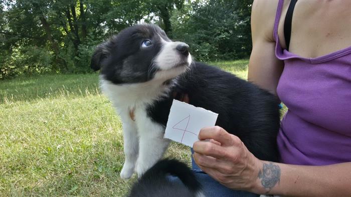 BORDER COLLIE