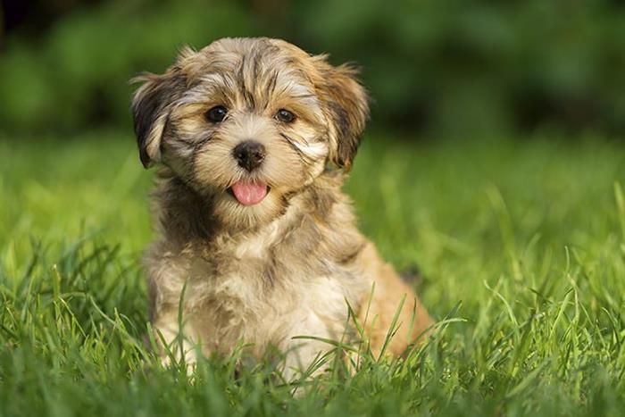 CUCCIOLI DI HAVANESE