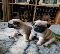 Cuccioli di Carlino sani con pedigree eccellenti.