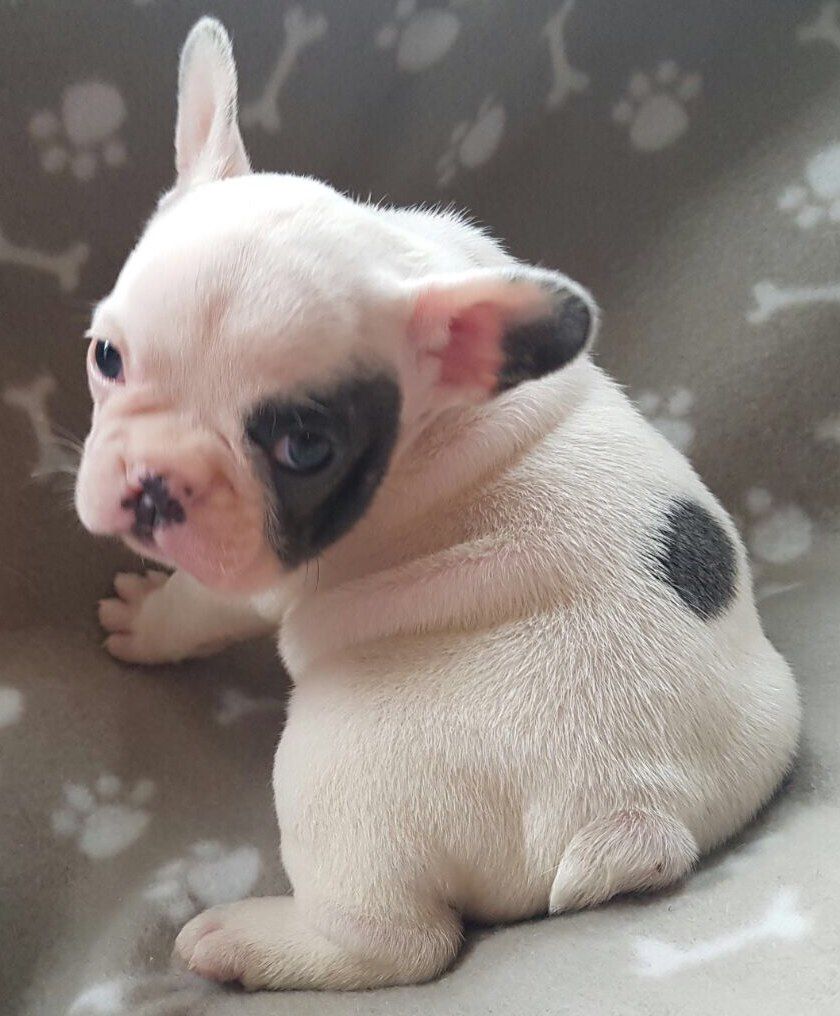 CUCCIOLI DI BULLDOG FRANCESE-REGALO