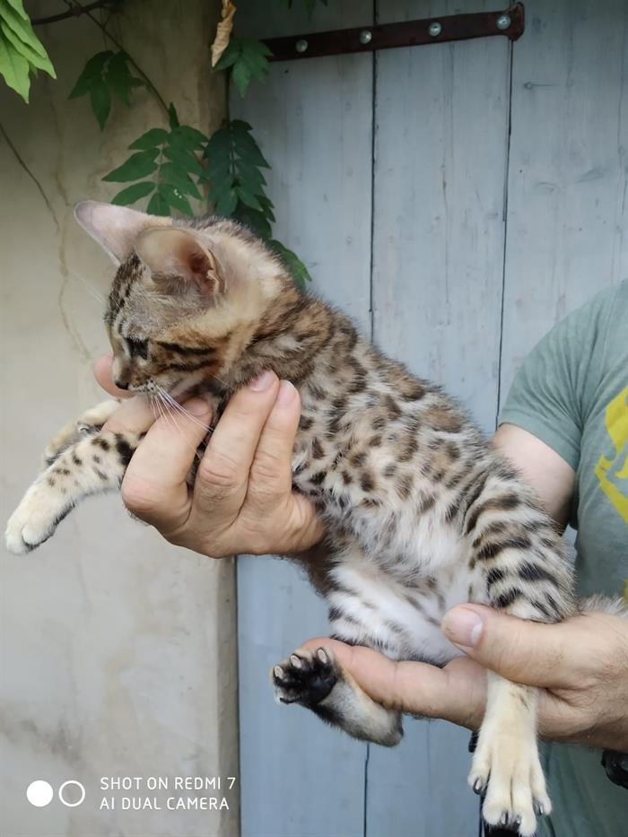 CUCCIOLI BENGALA