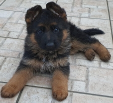 Pastore Tedesco cuccioli