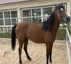 A purebred Arabian horse, with a passport