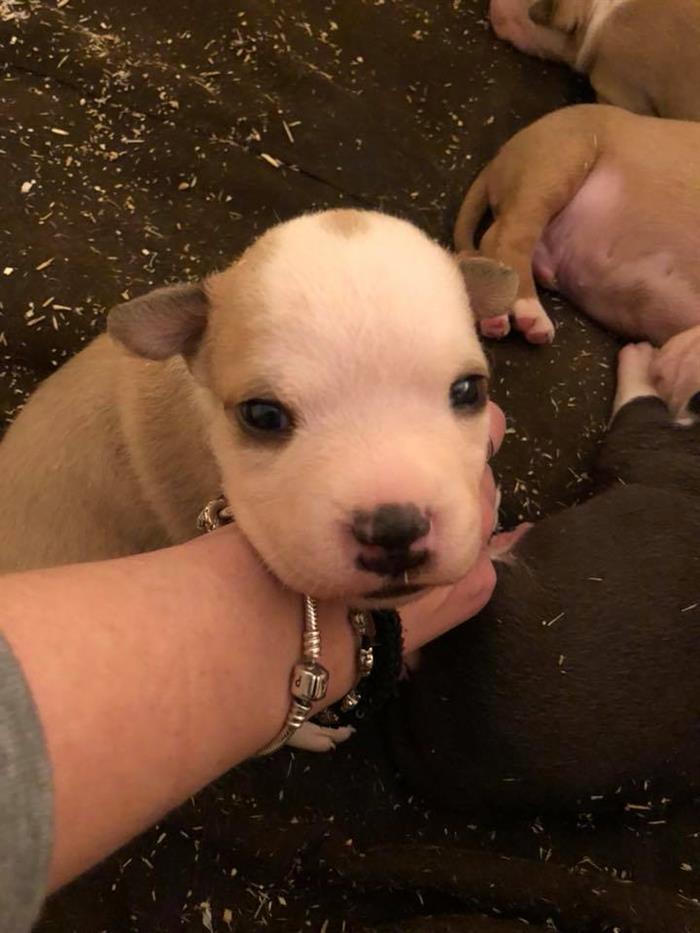 CUCCIOLI DI AMSTAFF