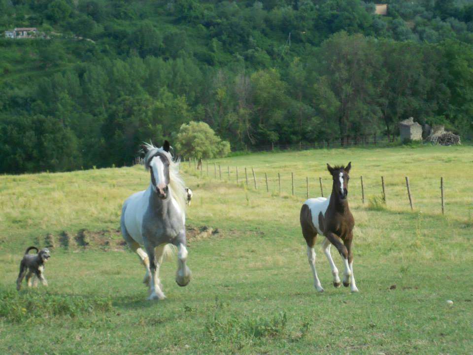 CAVALLA GYPSY DOMATA