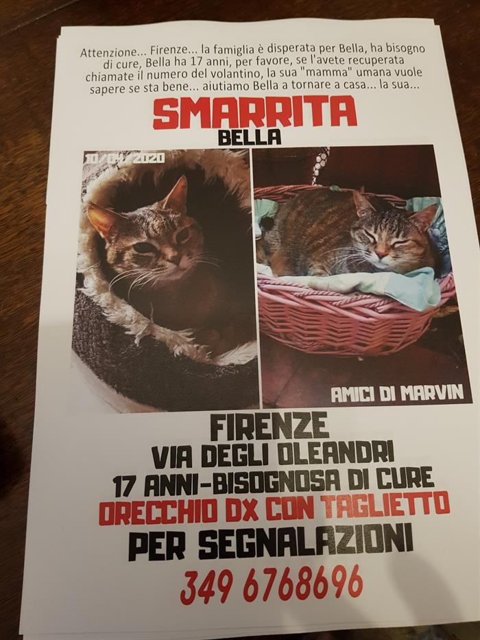 CERCO GATTINA SMARRITA