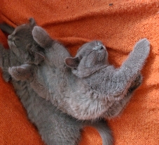 British shorthair blue