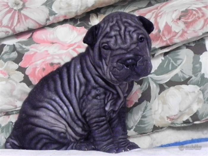 SHAR-PEI CUCCIOLI