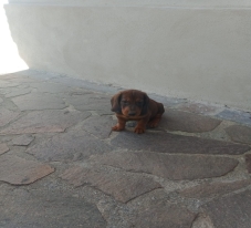 Cuccioli di cane da caccia al cinghiale