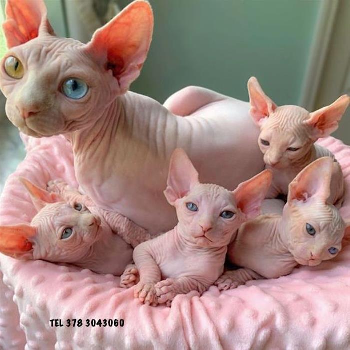 SPHYNX GATTO NUDO