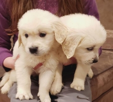 Cuccioli Golden Retriever registrati